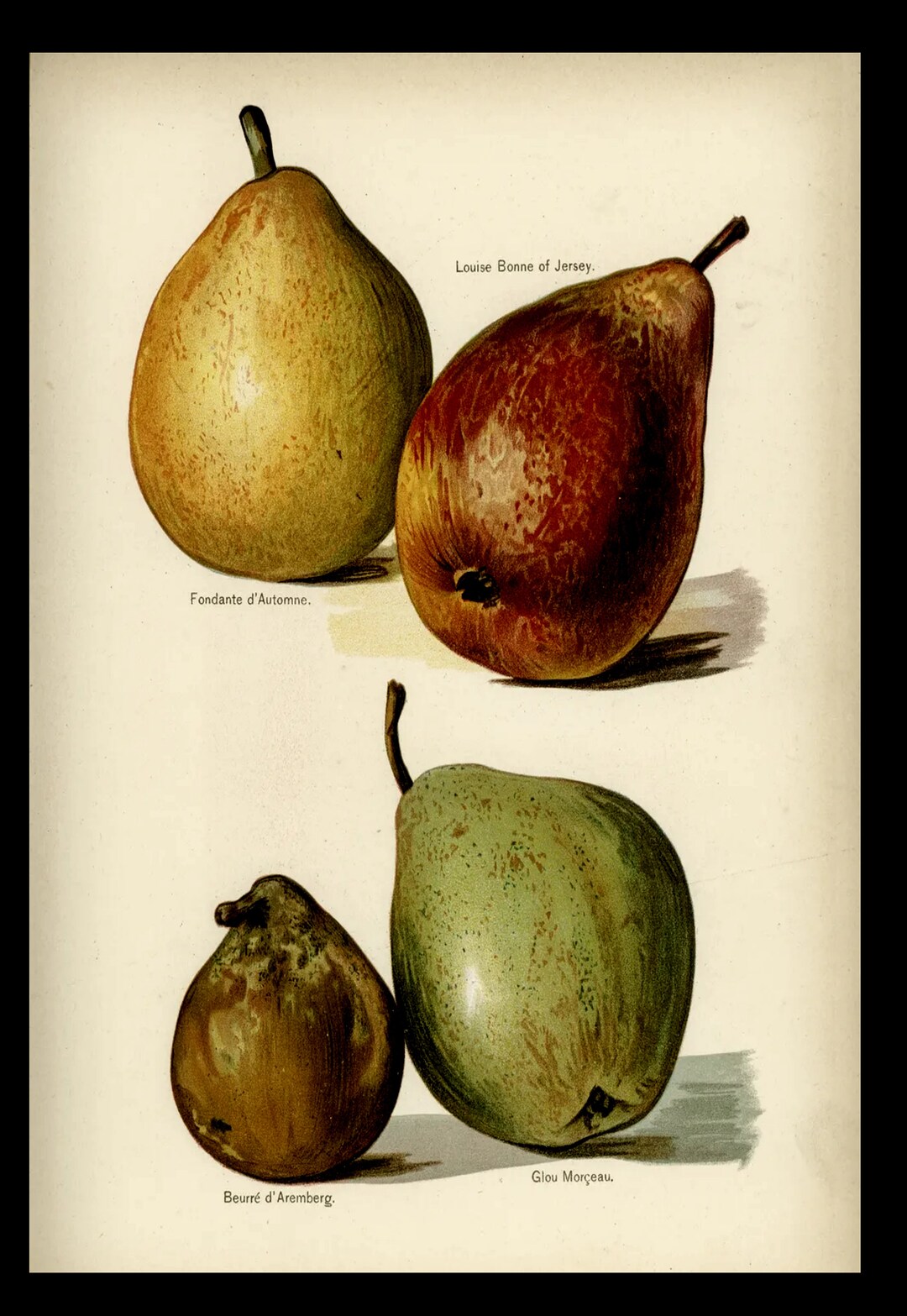 Antique Colored Lithograph Print of Fondante D'automne, Glou Morgeau ...