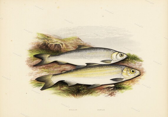 1879 Pollan and Pown Fish Print Original Antique Sea Life | Etsy