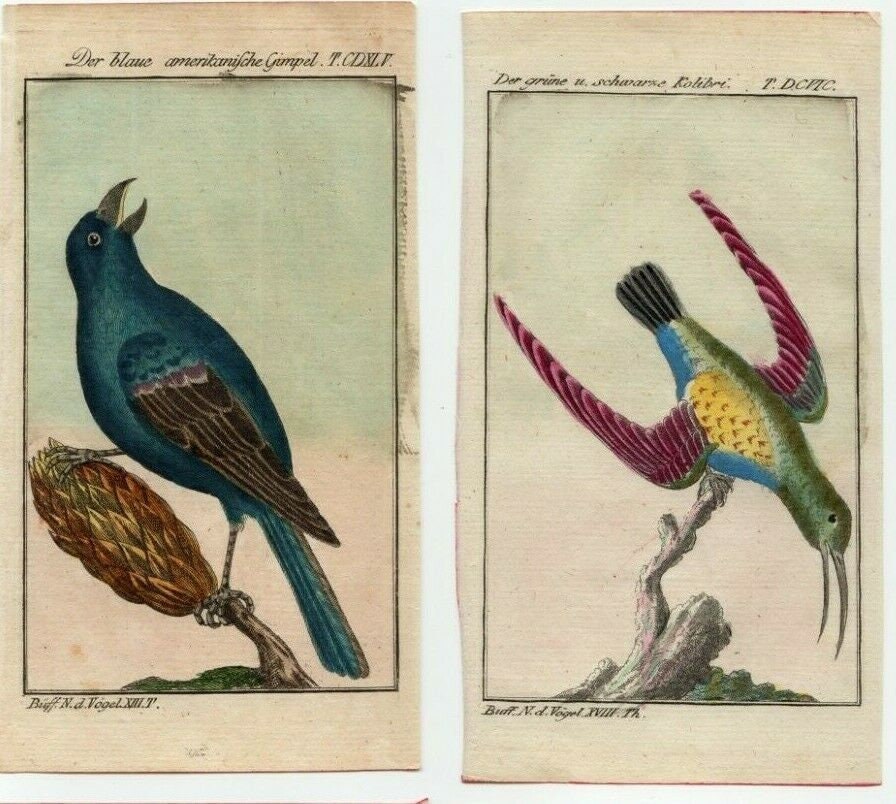 18th Century Set of SIX BUFFON Antique Hand Colored Engravings - Etsy