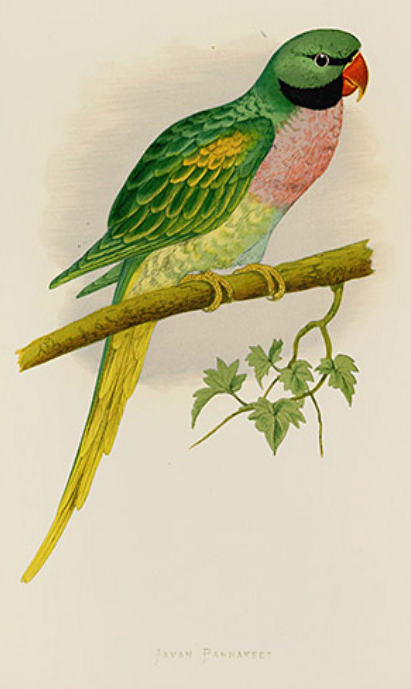 1884 Parrots in Captivity Woodblock Hand Colored Engravings Javan ...