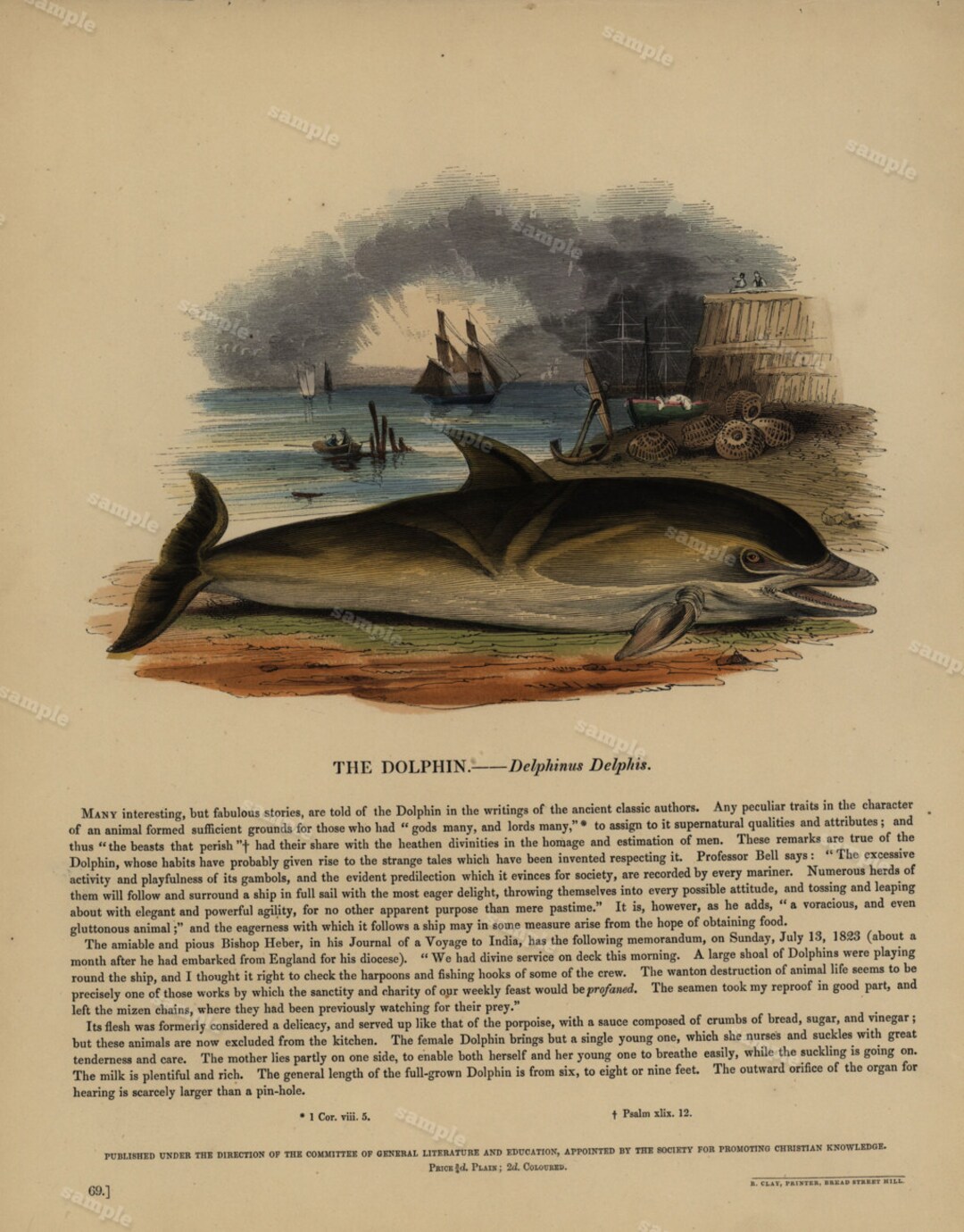 The Dolphin 1850 Original Antique Hand Color Print - Etsy