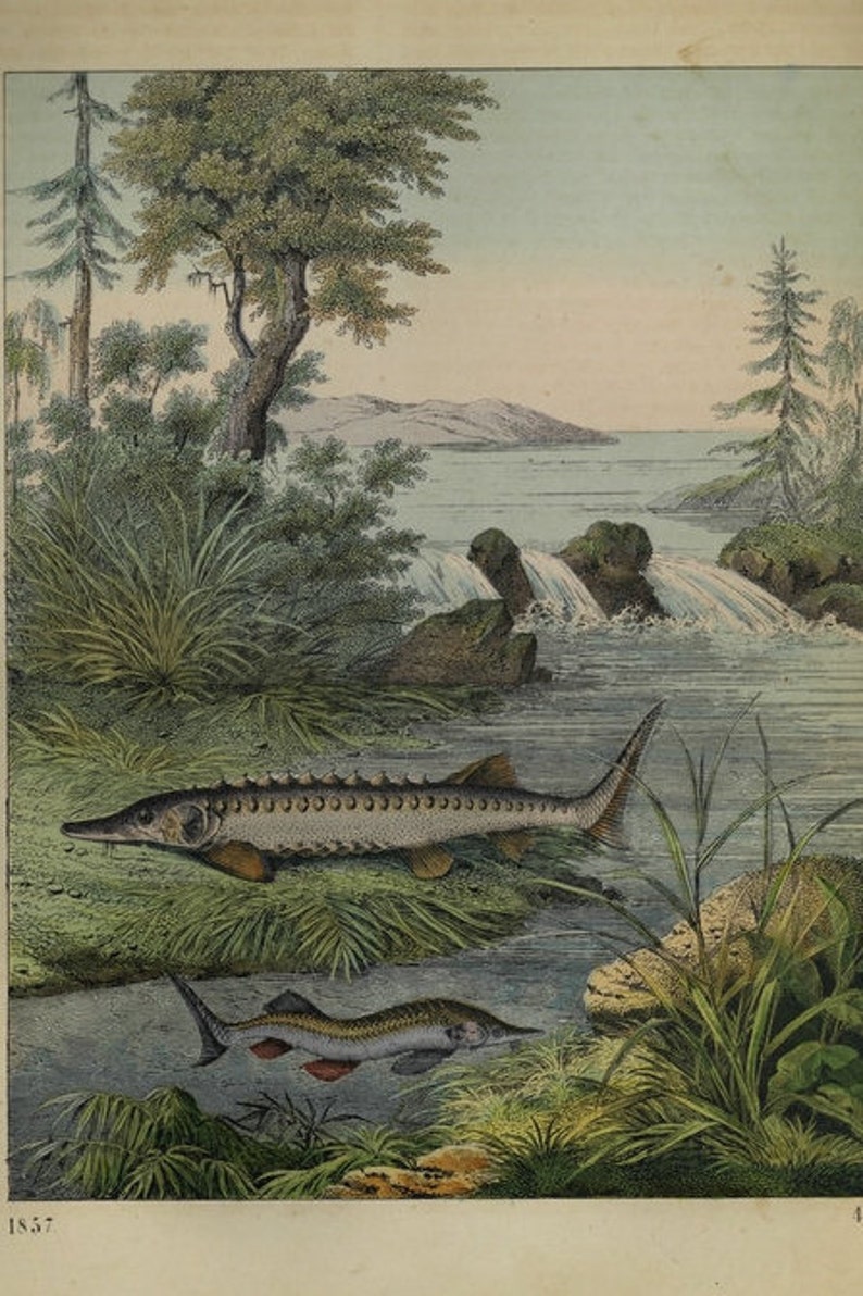 Sea Life Fish Antique Natural History Original Hand Colored - Etsy
