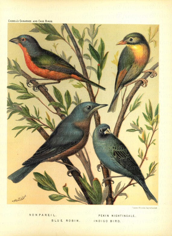 Original Antique Cassell's Canaries & Cage Birds | Etsy