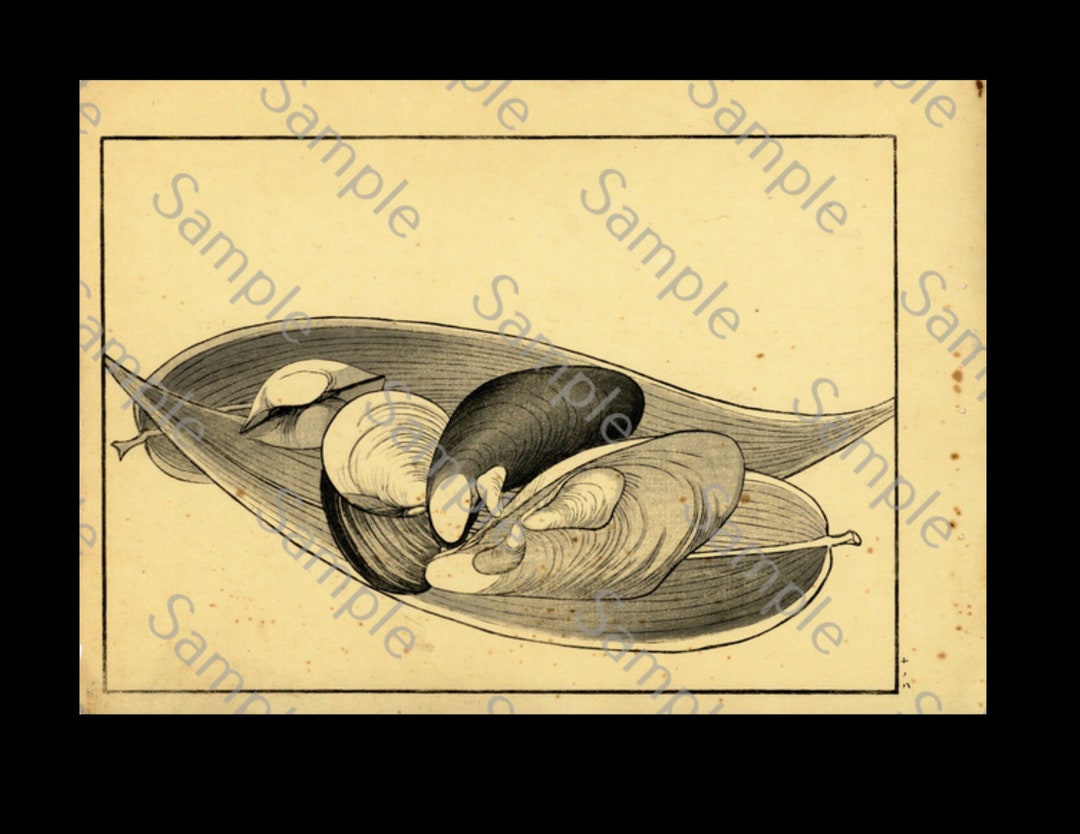 Antique Chinese Subject Japanese Woodblock Print Sea Life Sea Shells ...