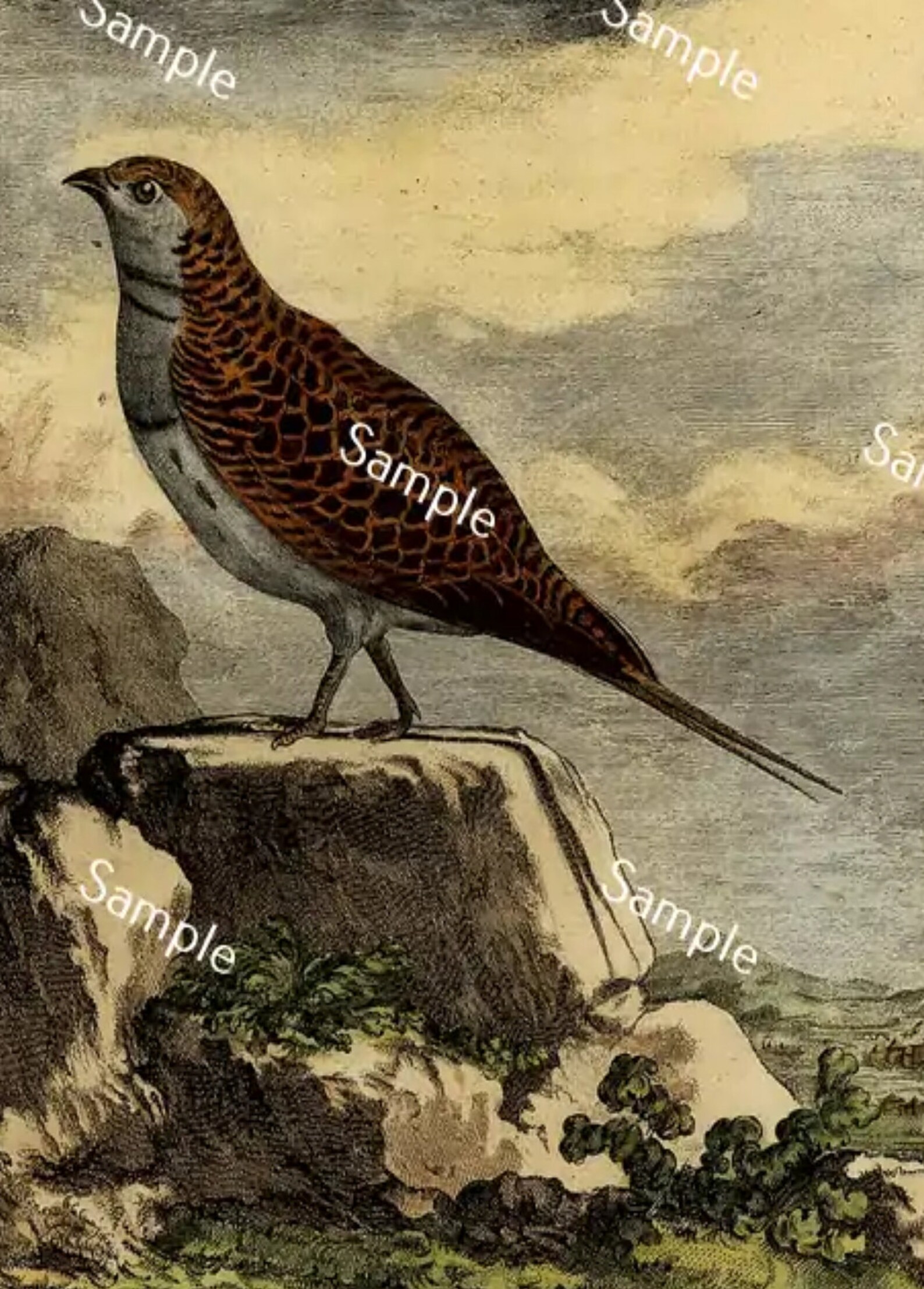 Rare Large QUARTO Edition Hand Colored Engraving Circa 1766 De - Etsy