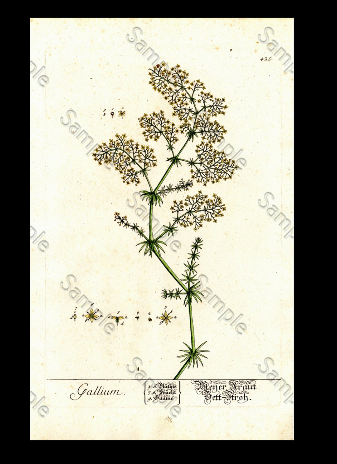 Antique Original Gallium Botanical Hand Colored Print Elizabeth ...