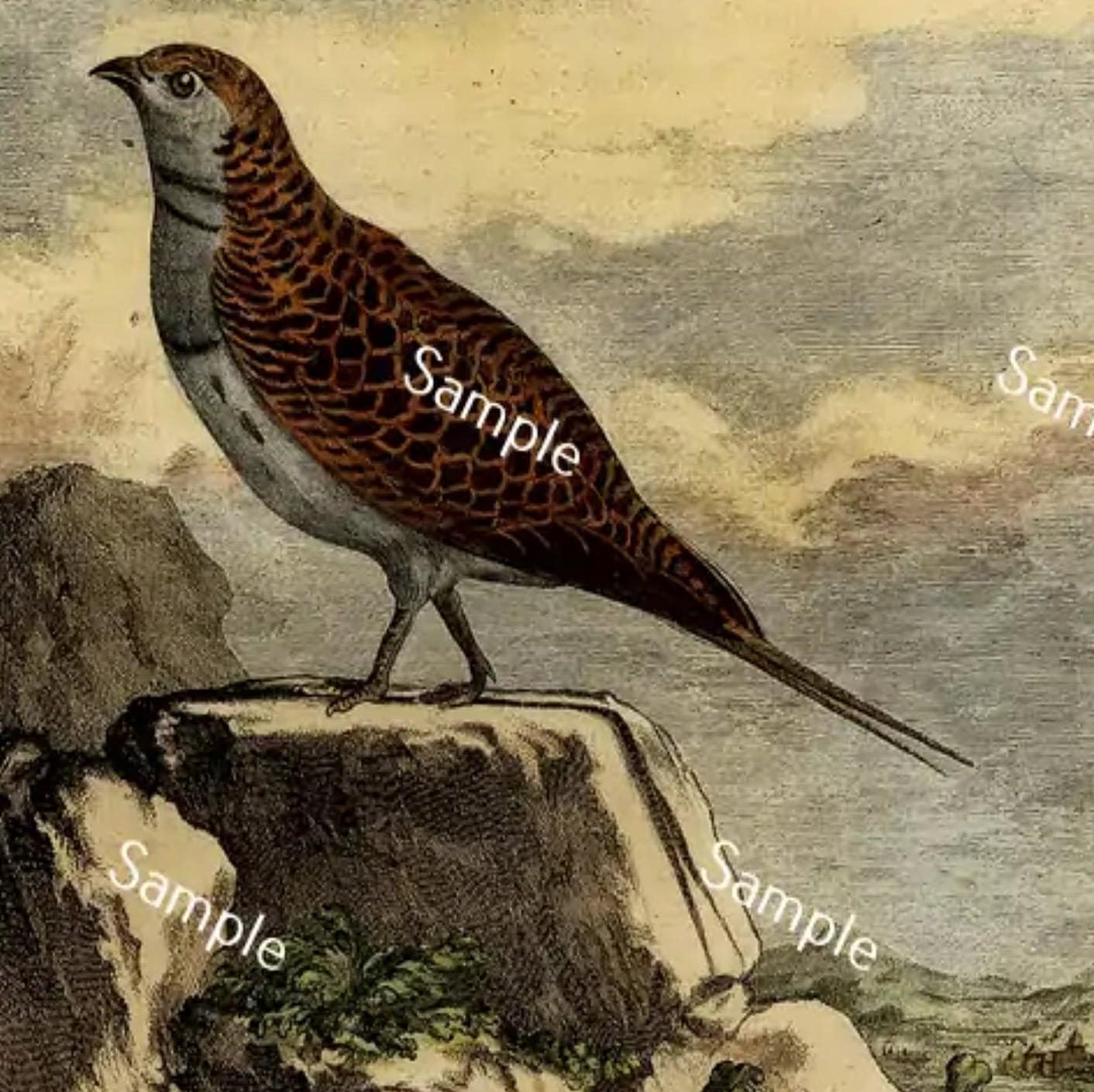 Rare Large QUARTO Edition Hand Colored Engraving Circa 1766 De - Etsy