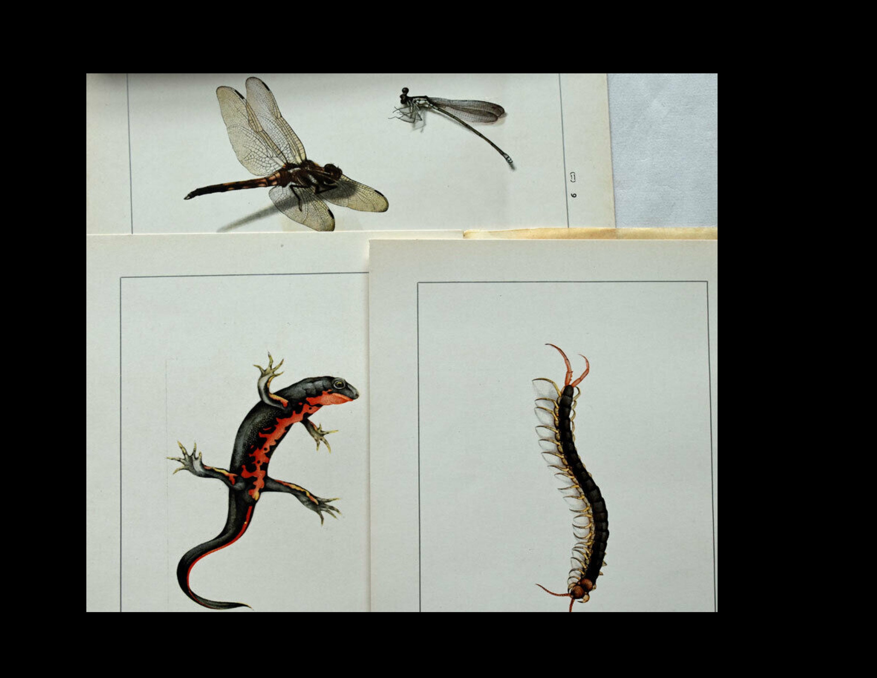 Rare Japanese Complete Set of Four Volumes Consists on Insects - Etsy