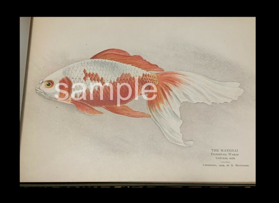 Japanese Goldfish Book Their Types and Cultivation a Rare | Etsy