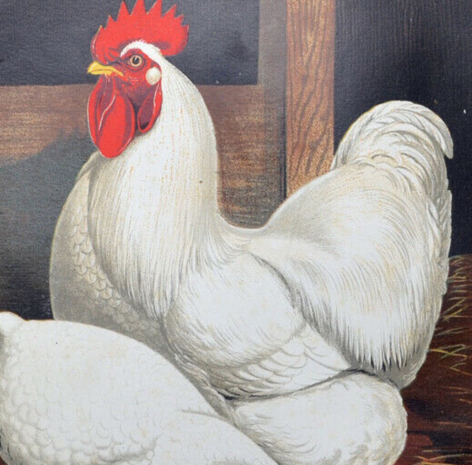 Antique CHAMPION & QUEEN Rooster Chromolithograph Print Circa | Etsy