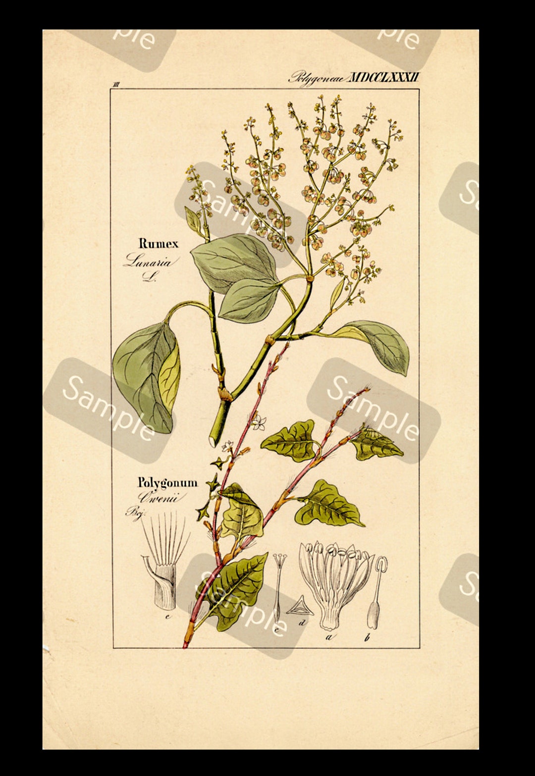 Antique Hand Colored Botanical Print Rumex and Polygonum - Etsy