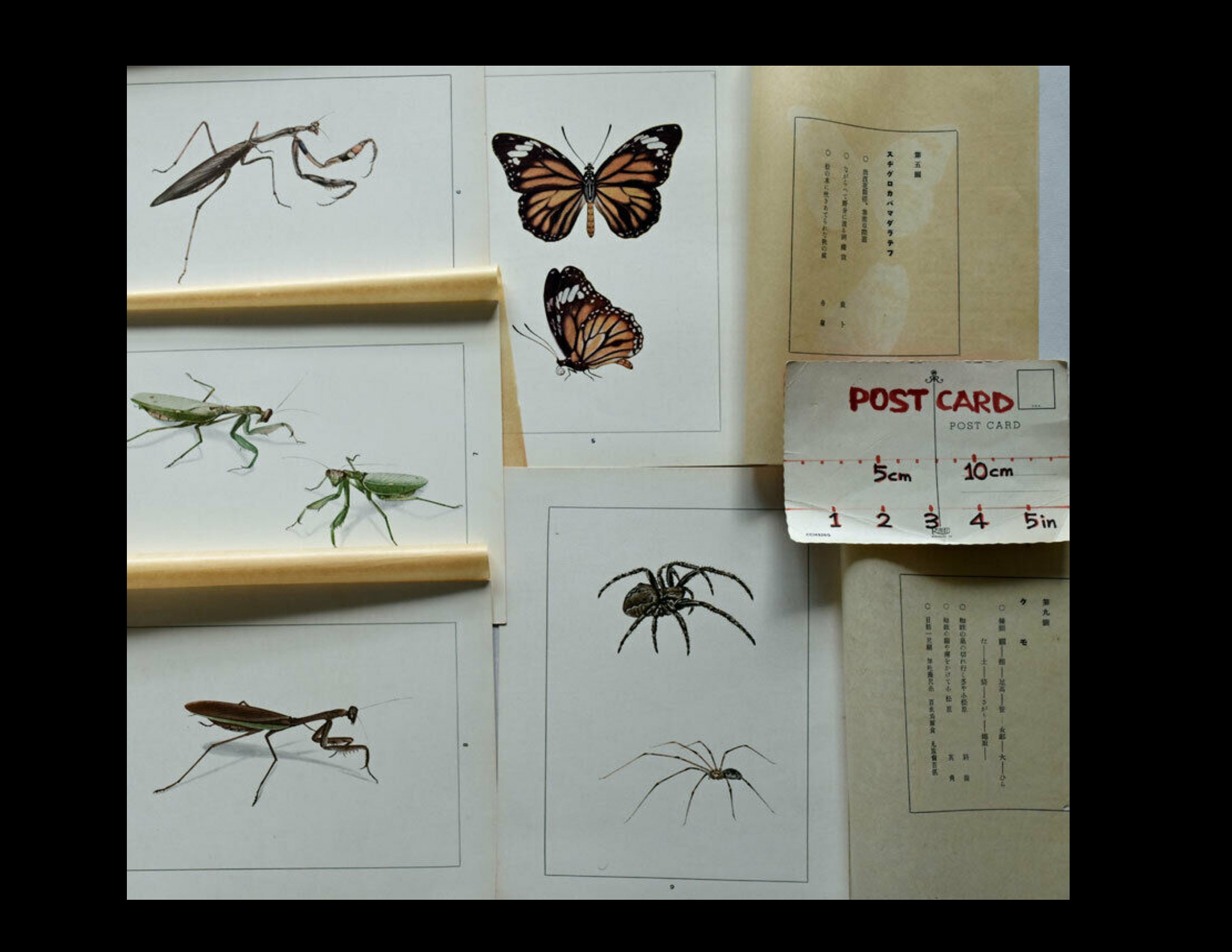 Rare Japanese Complete Set of Four Volumes Consists on Insects - Etsy