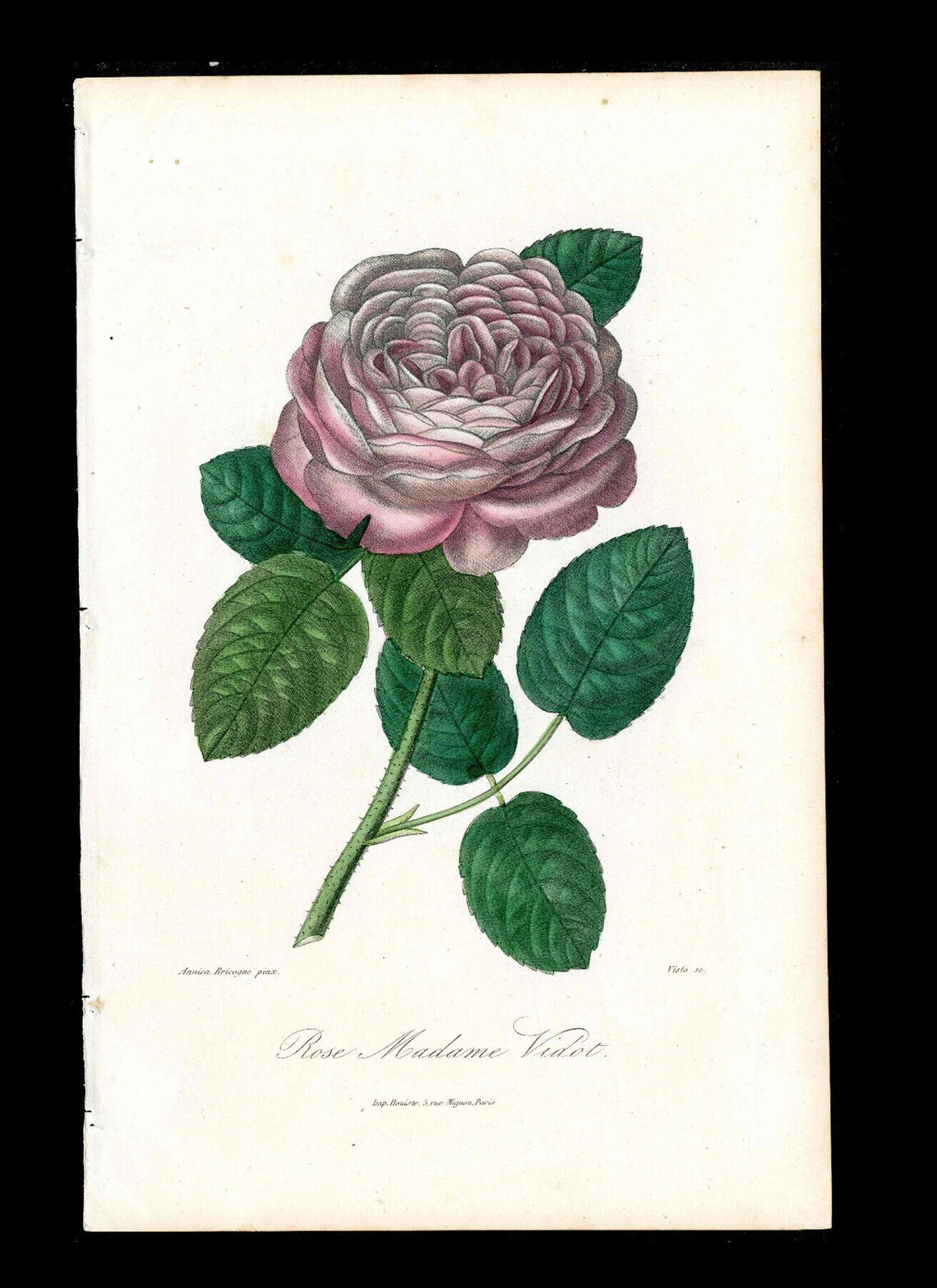 Antique Hand Colored Roses 5 Prints in a Set - Etsy