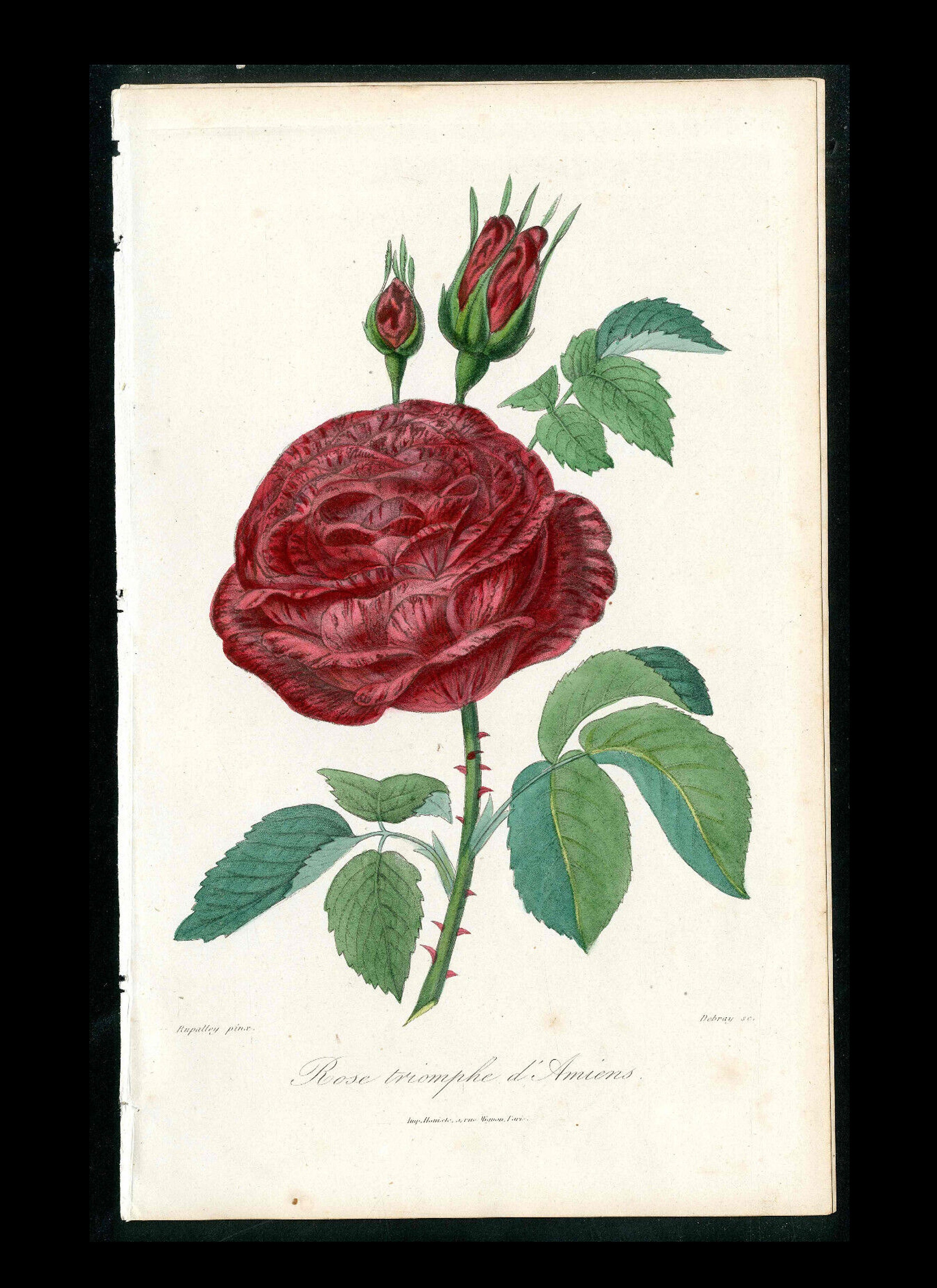 Antique Hand Colored Roses 5 Prints in a Set - Etsy