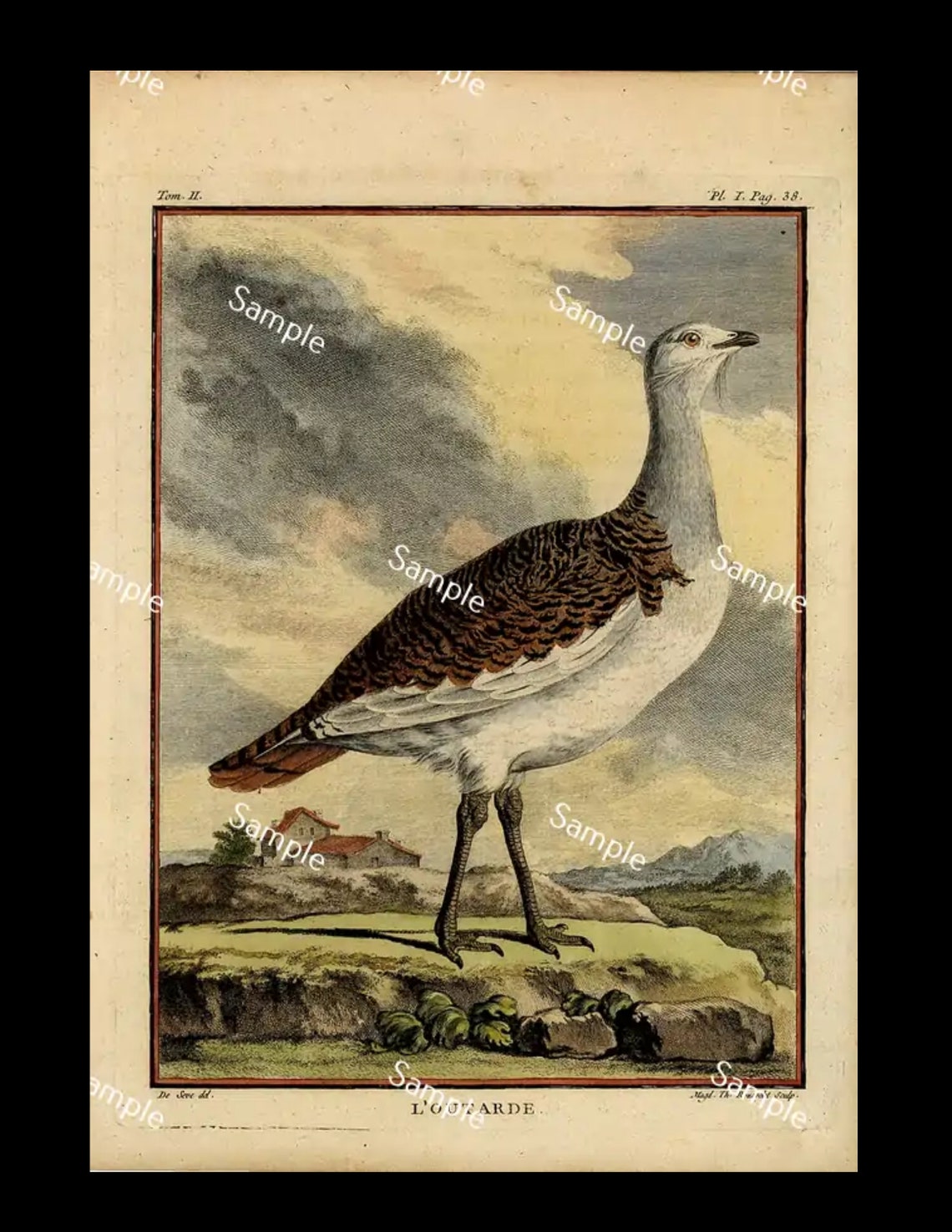 Rare Large QUARTO Edition Hand Colored Bird Engraving Circa - Etsy