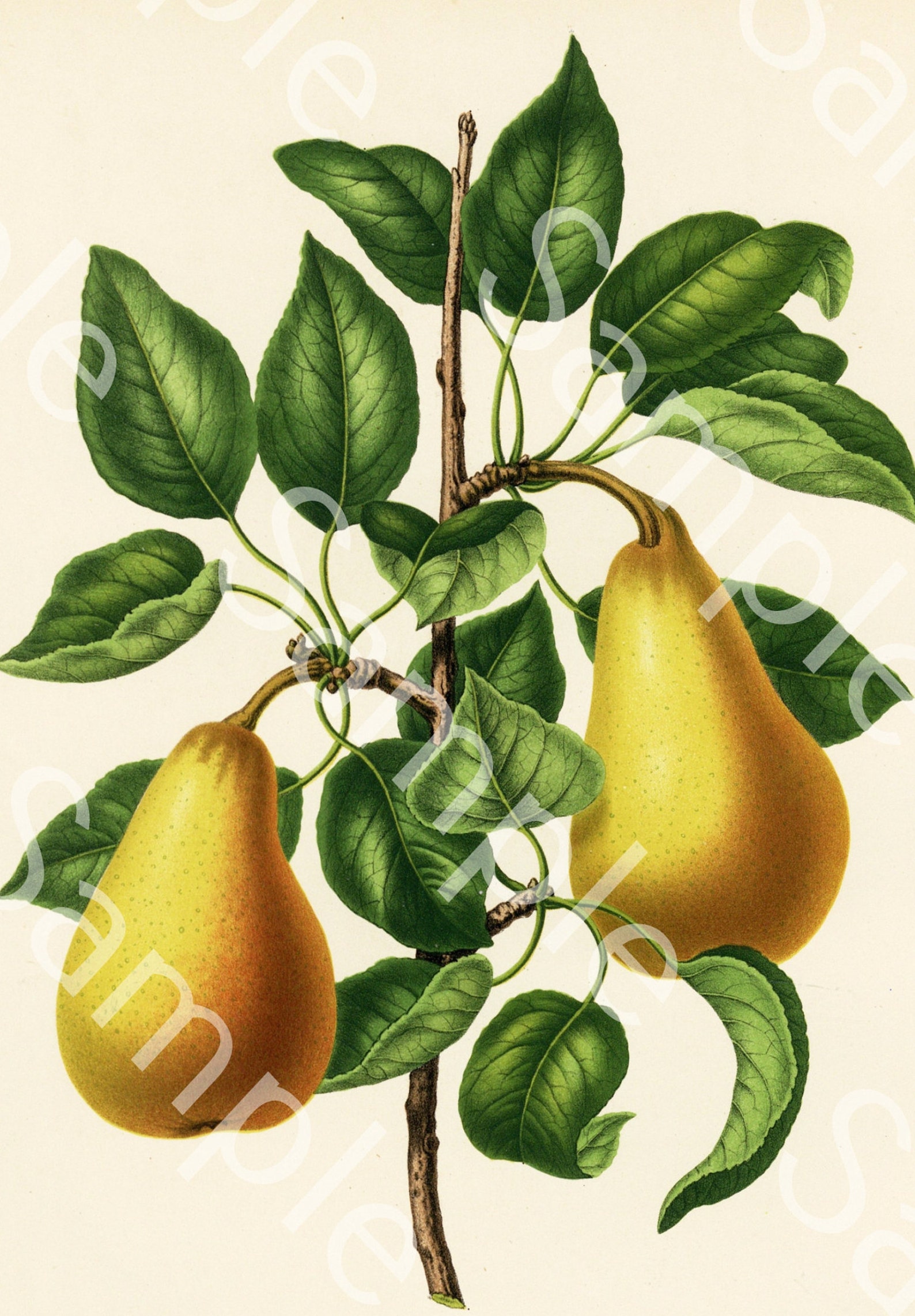 Fruit Belle D. Aout Pear 1879 AJ Wendel Chromolithograph Botany ...