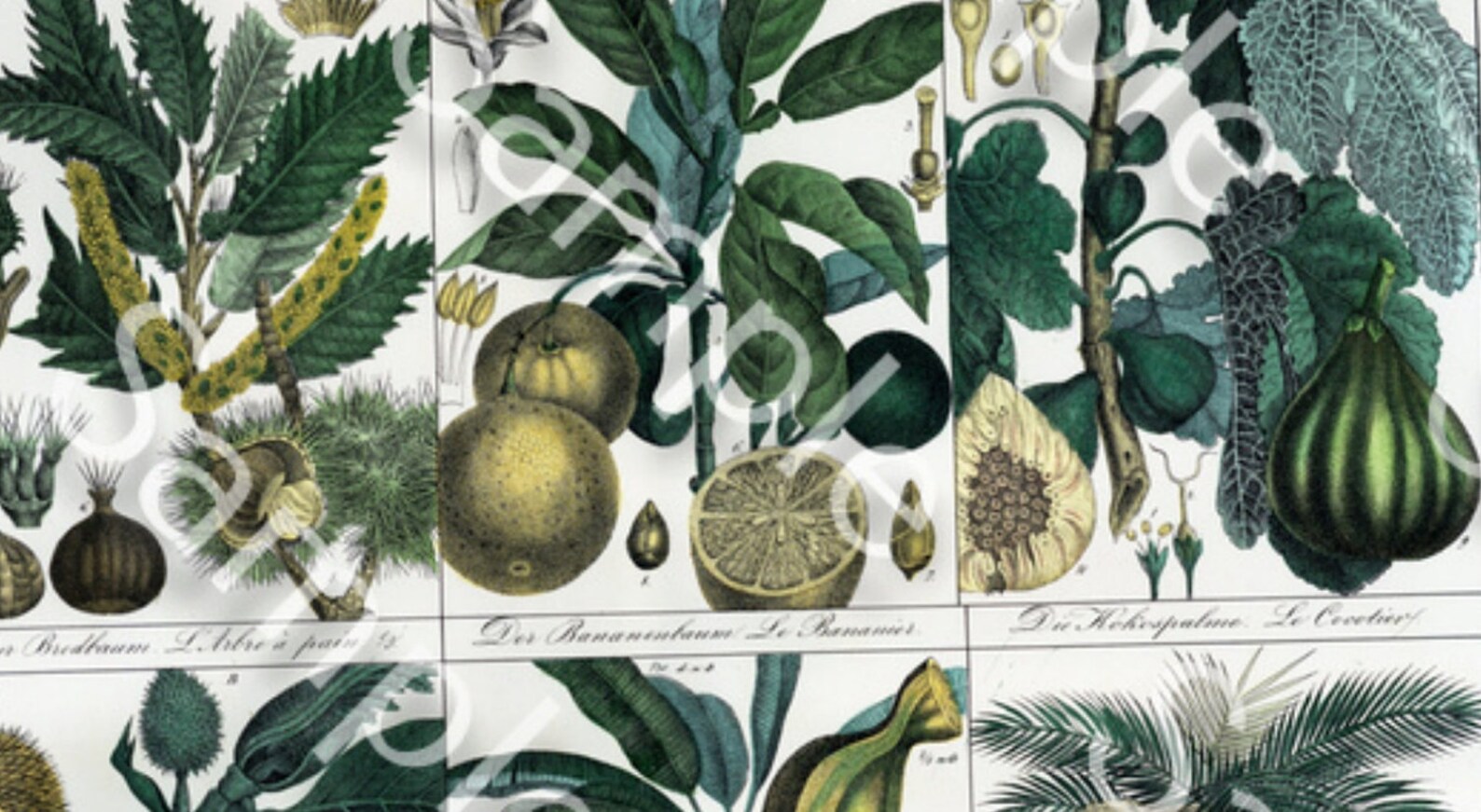 Magnificent Very Rare Original Botanical Hand Colored Large - Etsy