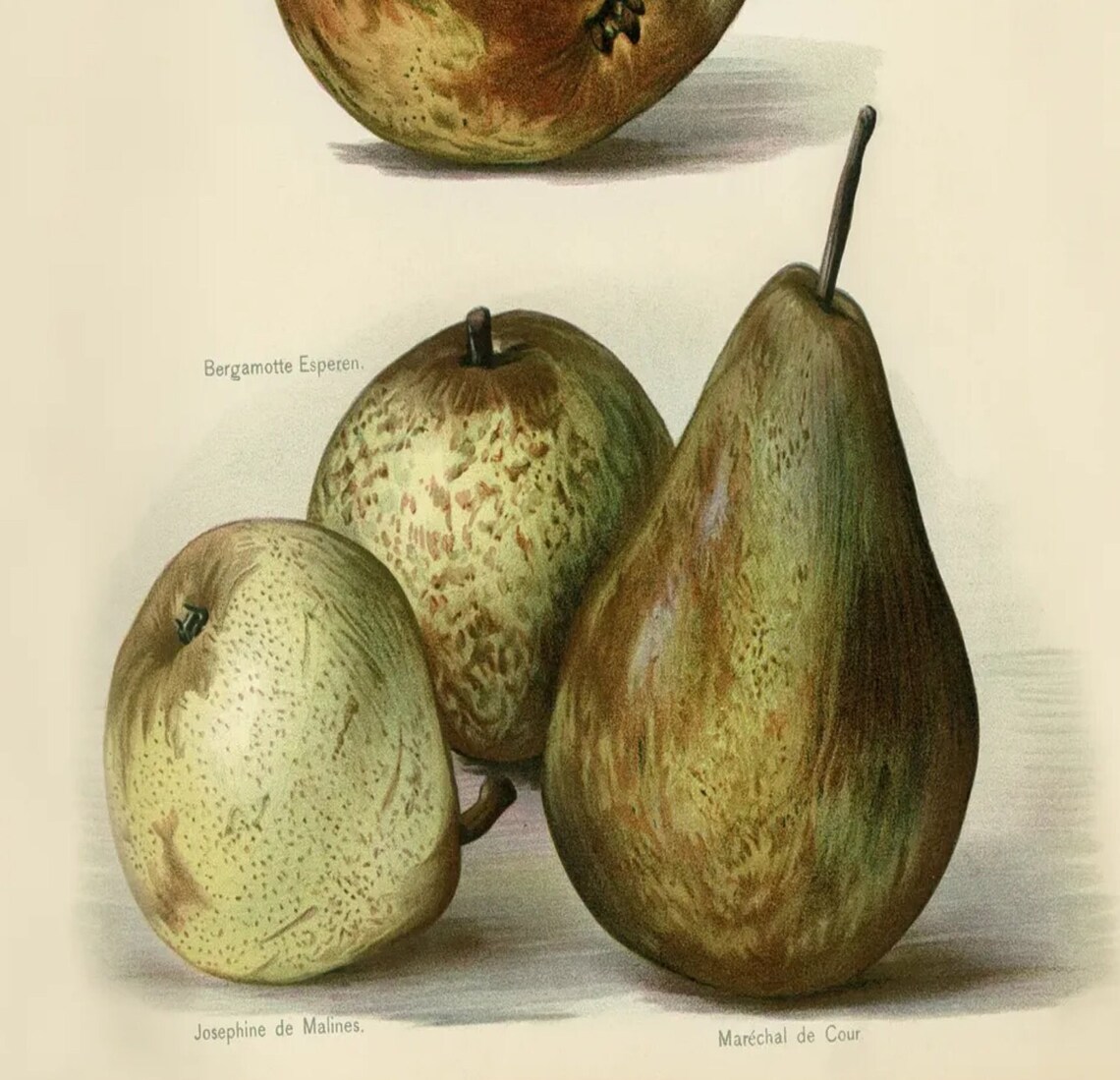 Antique Colored Lithograph Print of Catillac Pears Circa 1890 John ...