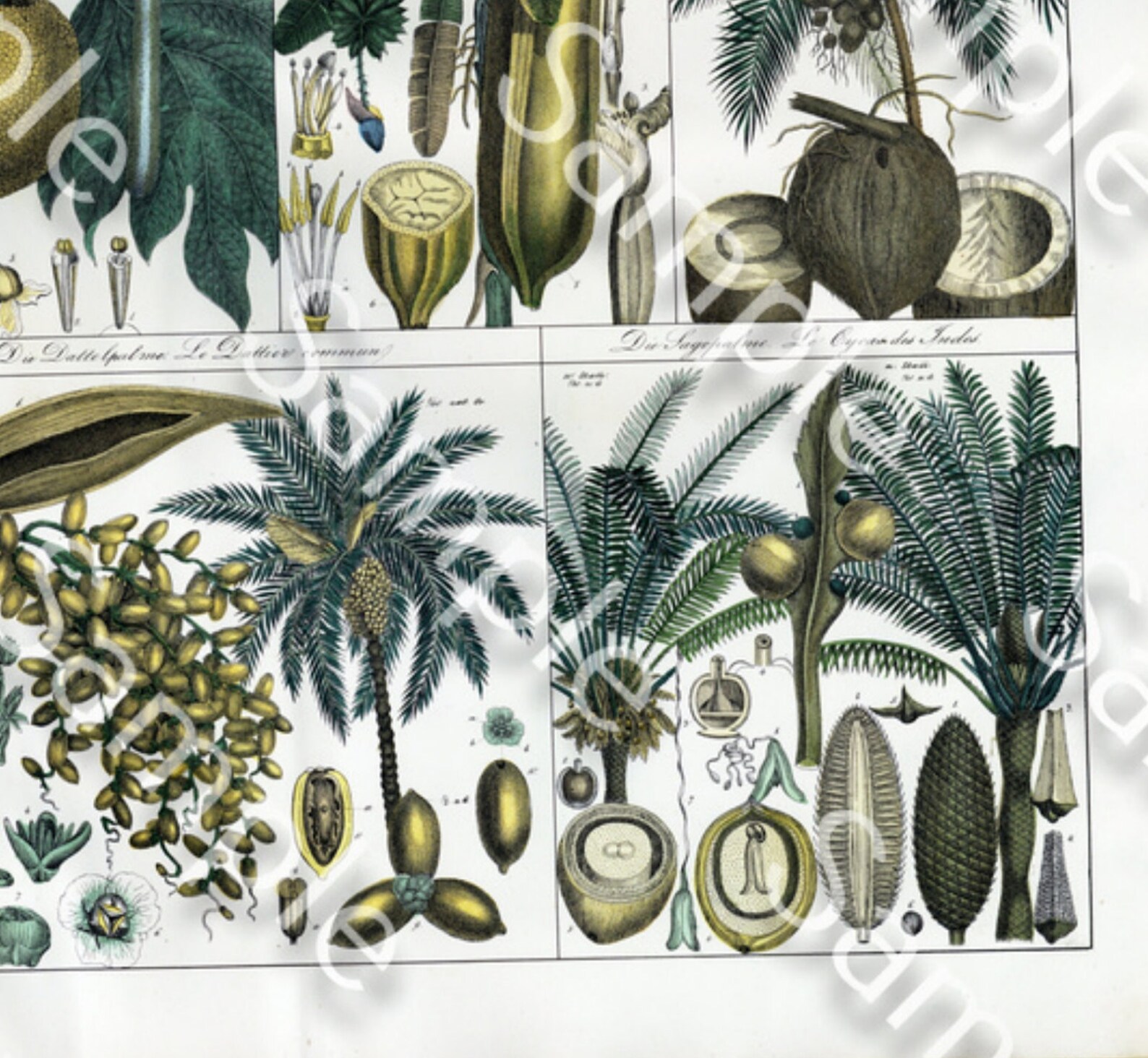 Magnificent Very Rare Original Botanical Hand Colored Large - Etsy