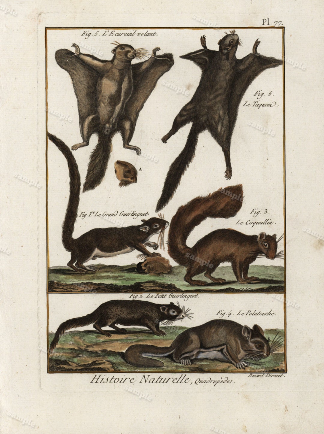 1780 Original Antique Natural History Copperplate of Animals - Etsy