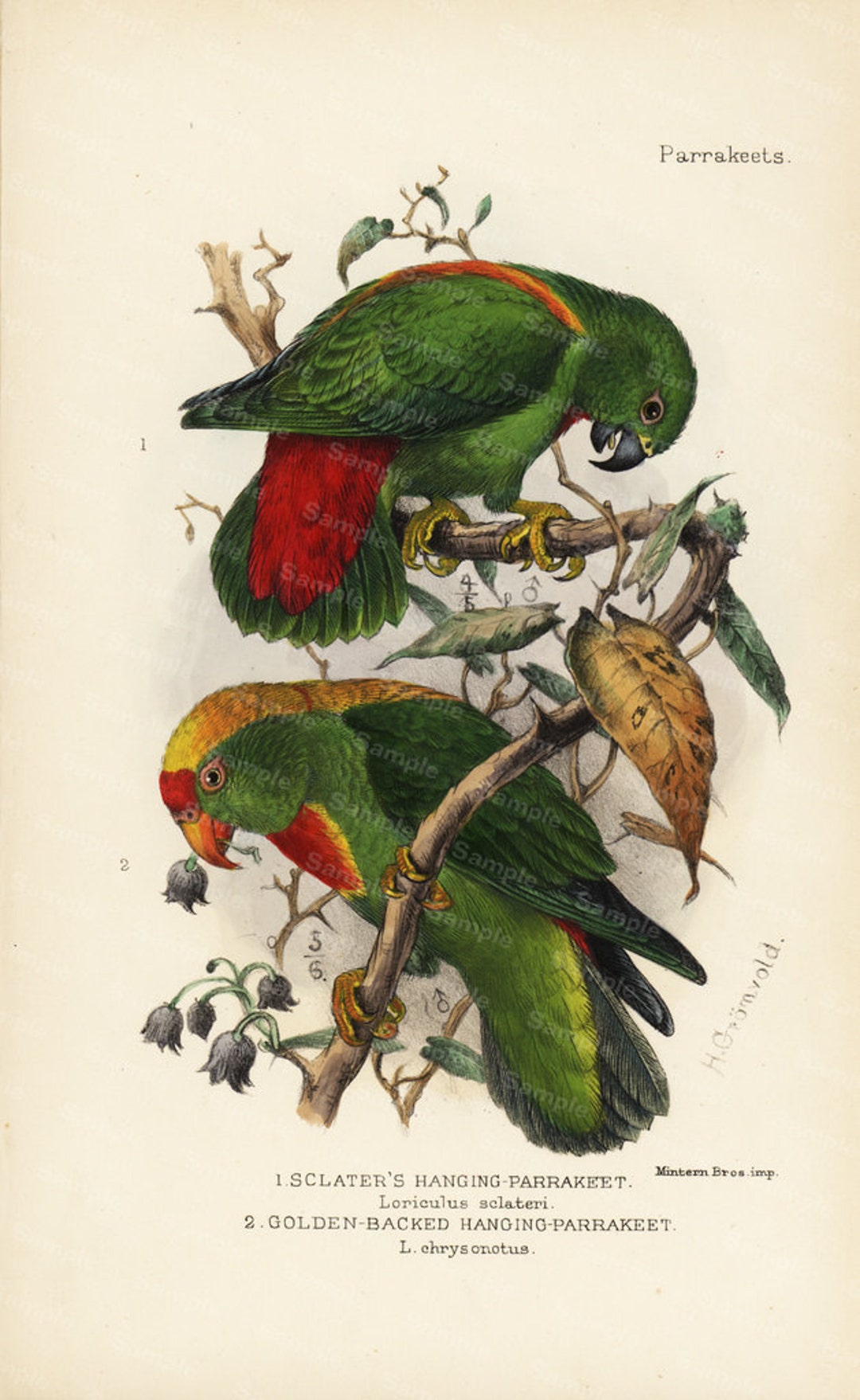 Original Antique Natural History Hand Colored Parakeets Parrot Print ...