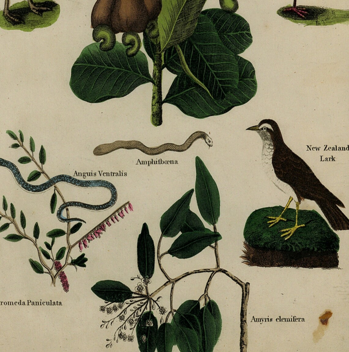 Antique Original Natural History Hand Colored Print Circa 1825 Birds ...