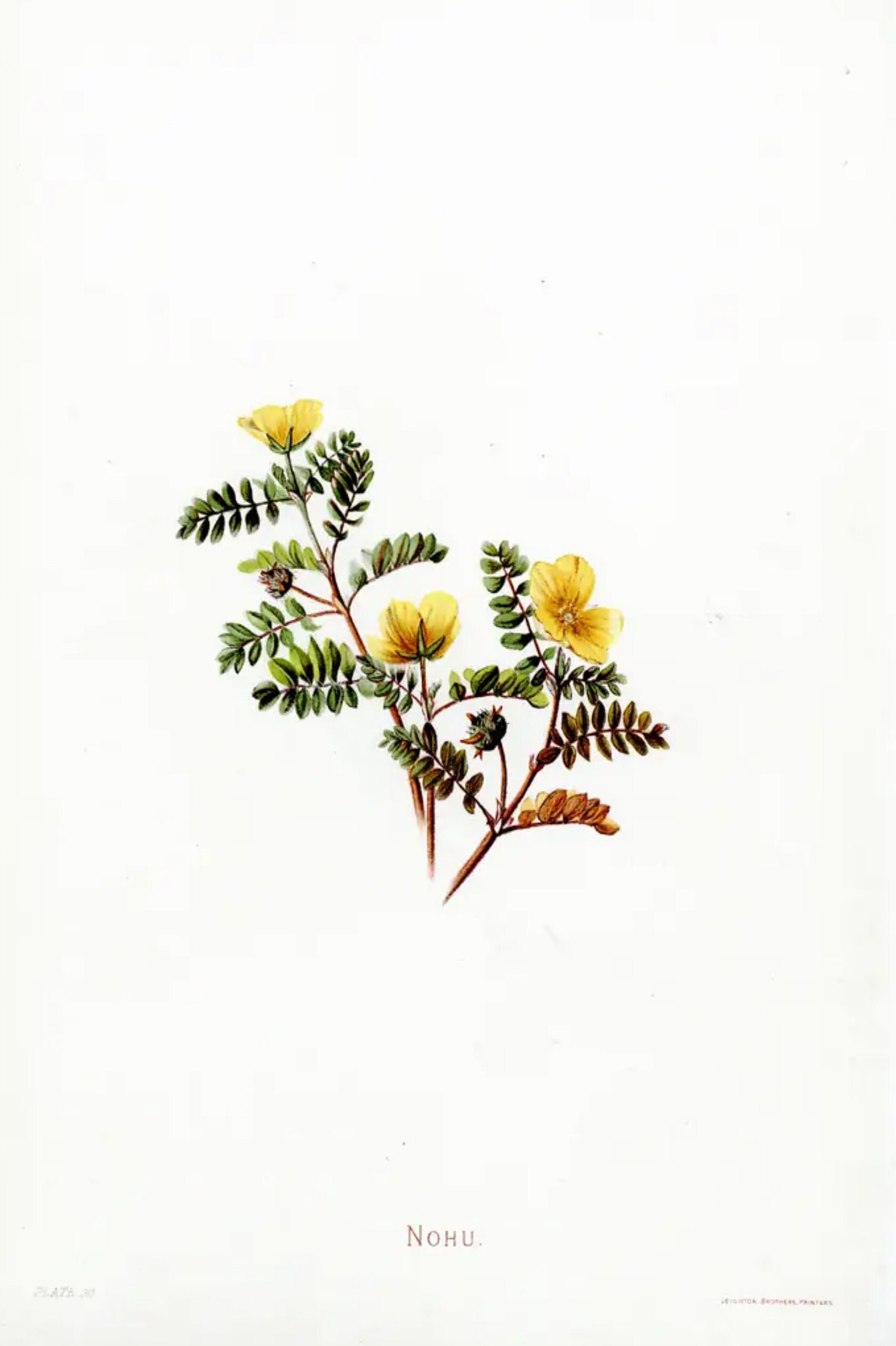 Indigenous Flowers of the Hawaiian Islands NOHU Printed in - Etsy