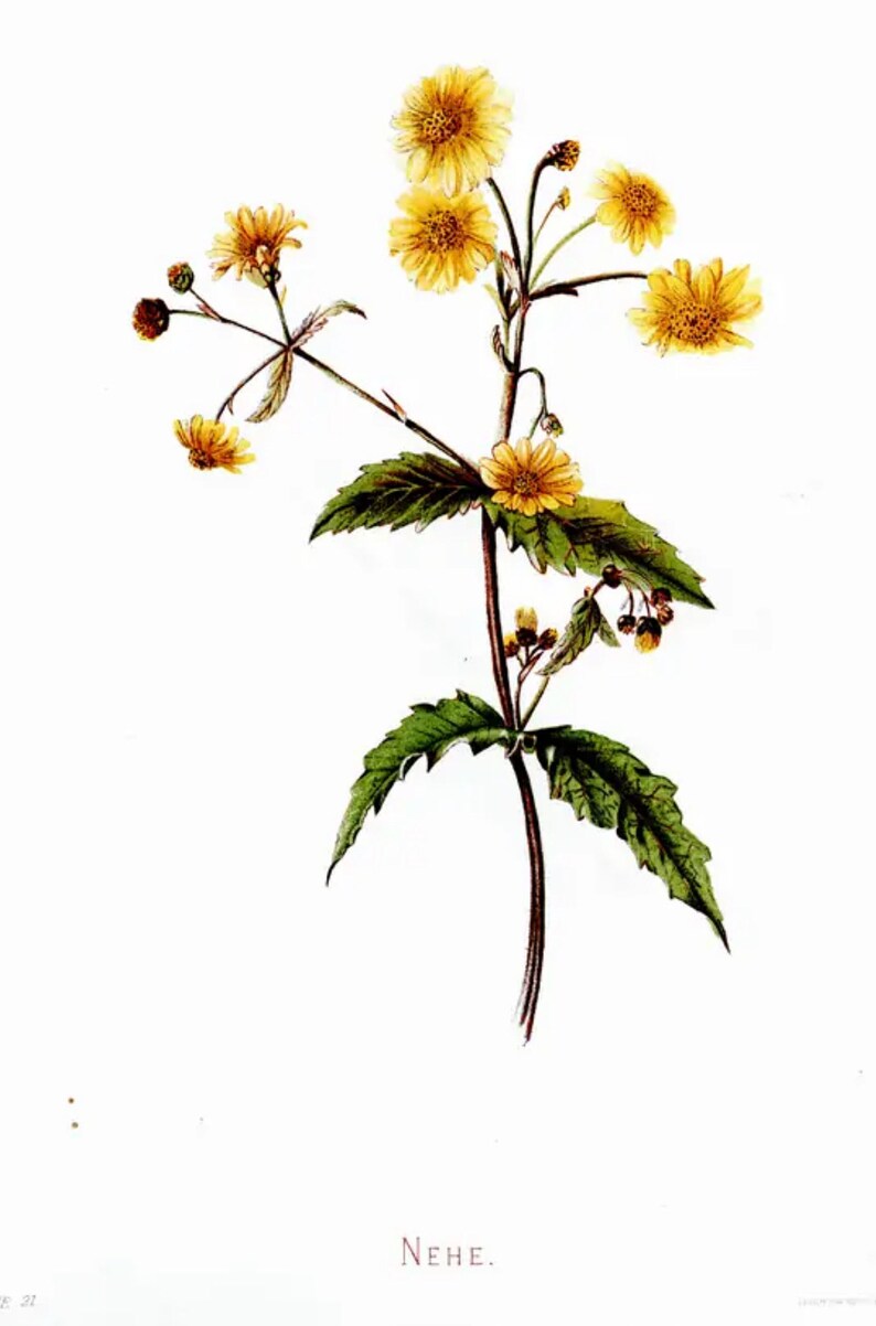 Indigenous Flowers of the Hawaiian Islands NEHE Printed in Water Colors ...