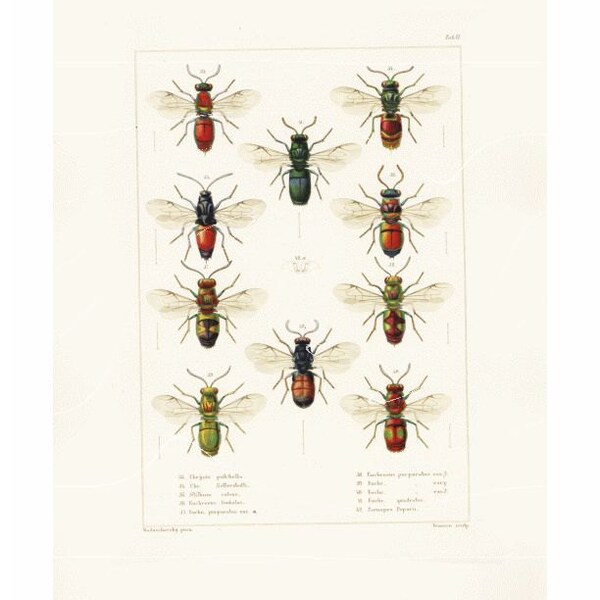 Entomology Print - Etsy