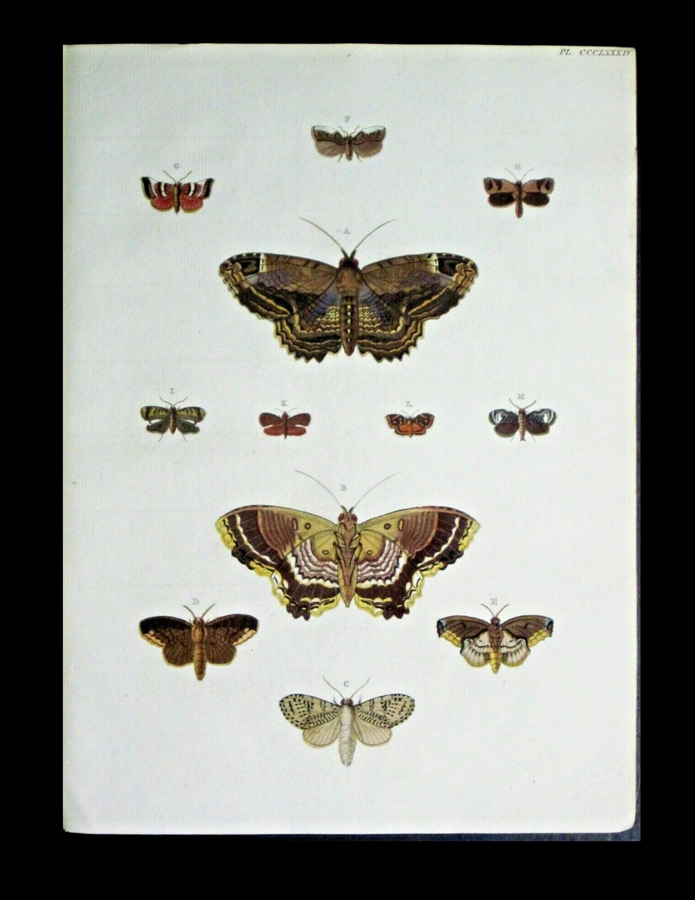 18th Century Butterflies And Moths Cramer Papillons Exotiques Hand Colored 18th-century-butterflies-and-moths-cramer-papillons-exotiques-hand-colored