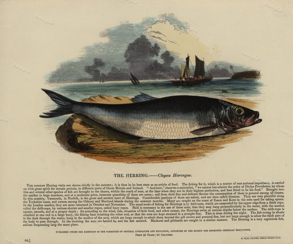 The Herring 1850 Original Antique Hand Color Fish Print - Etsy