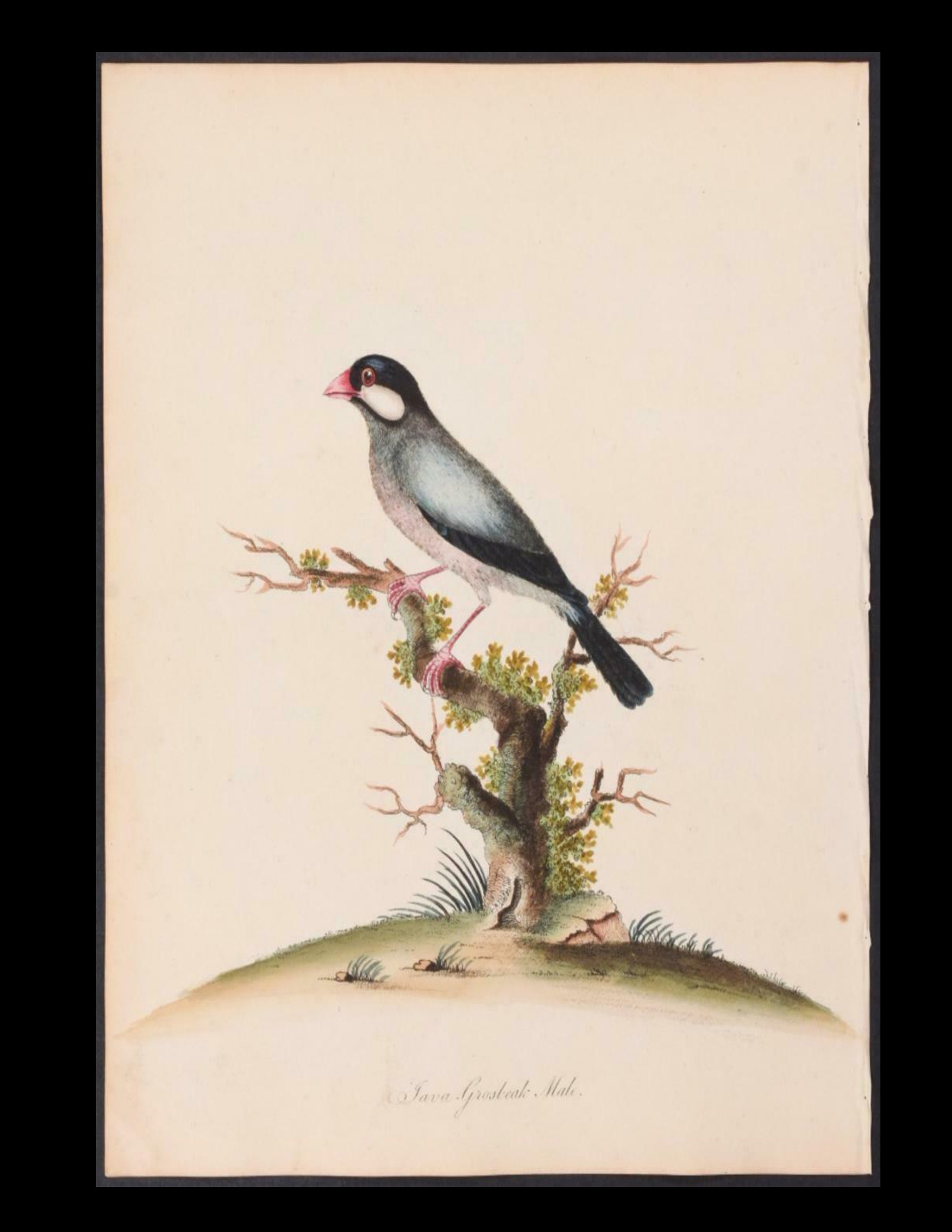 Antique Original Natural History Hand Colored Engraving Print JAVA ...