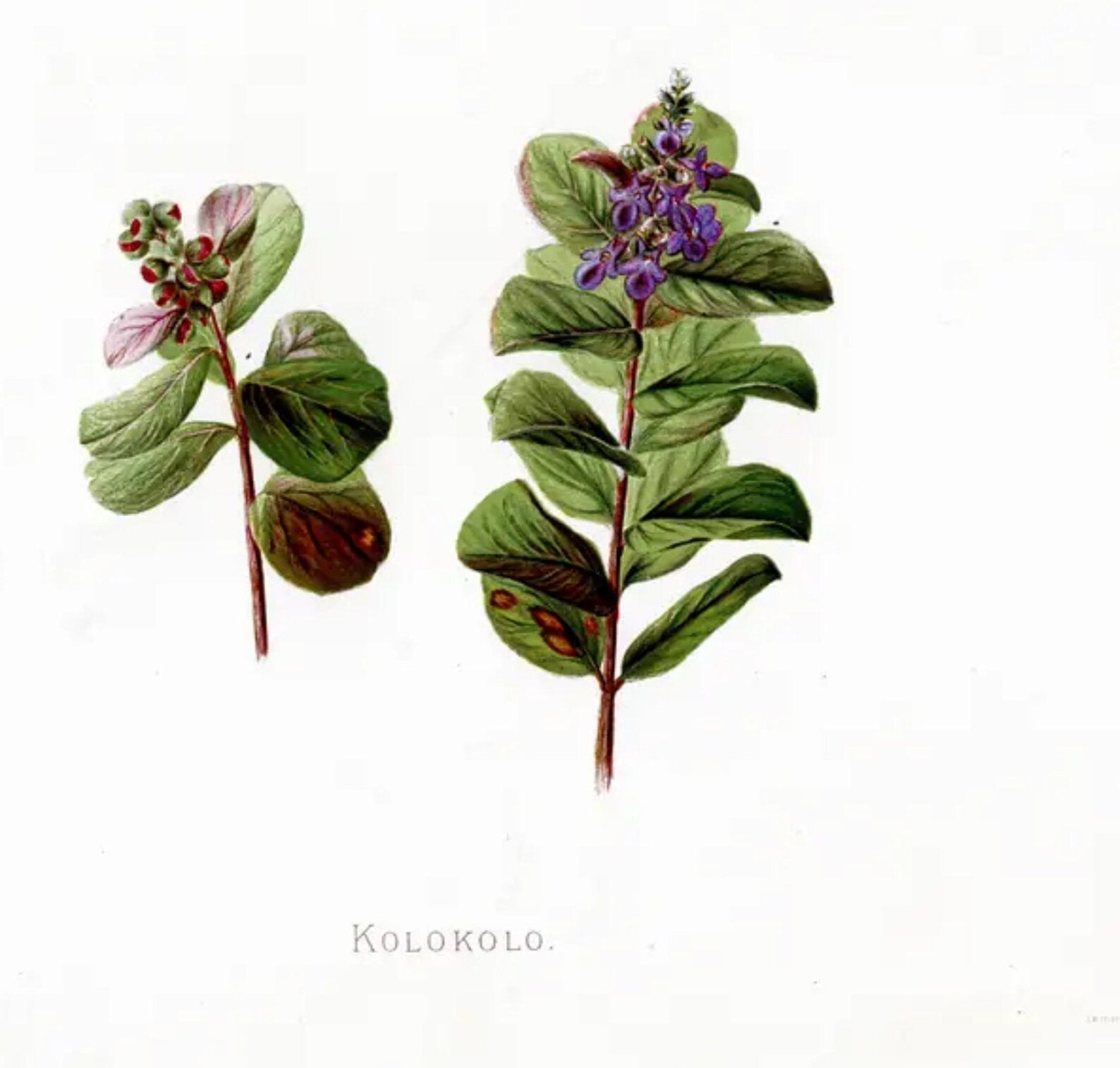 Indigenous Flowers of the Hawaiian Islands Kolokolo Printed in Water ...