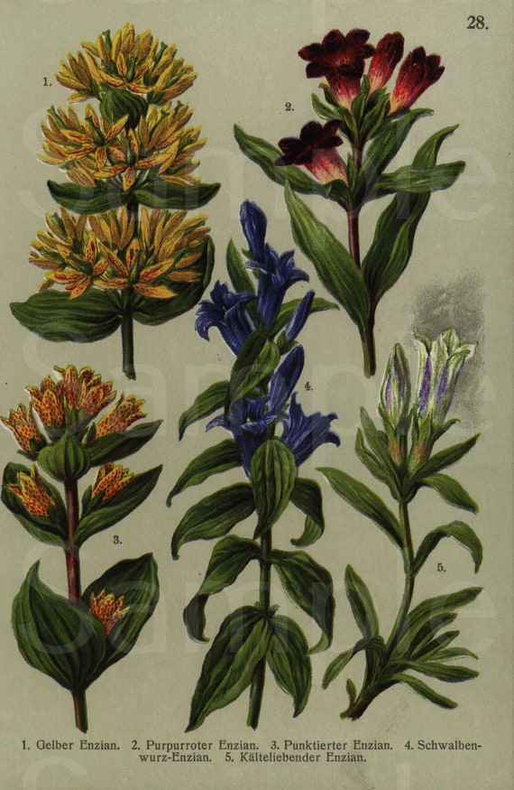 Prints Set of two alpine flora original colored Lithograph print ...