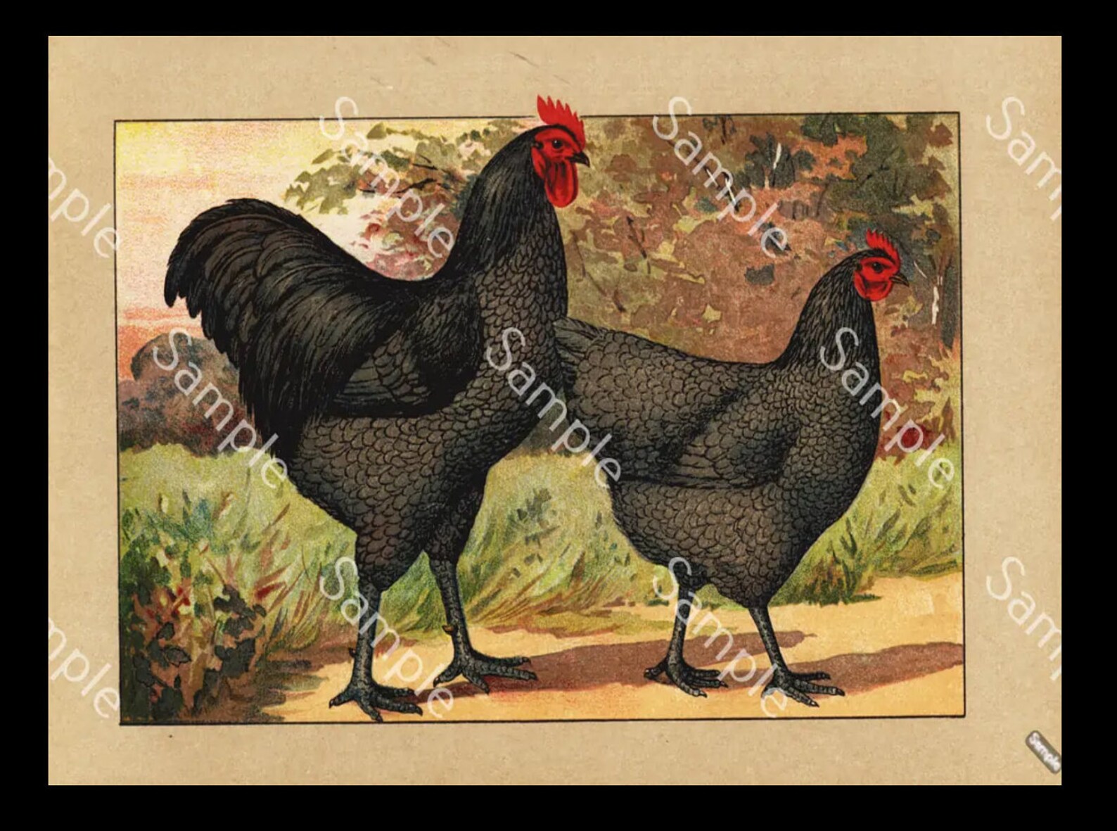 Antique Original Poultry Color Lithograph Four Prints of Roosters - Etsy
