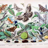 Entomology Print - Etsy