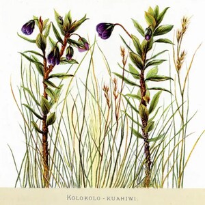 Indigenous Flowers of the Hawaiian Islands Kolokolo-kuahaiwi - Etsy