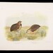 Antique Natural History Lithograph Print Quails From the Birds of ...