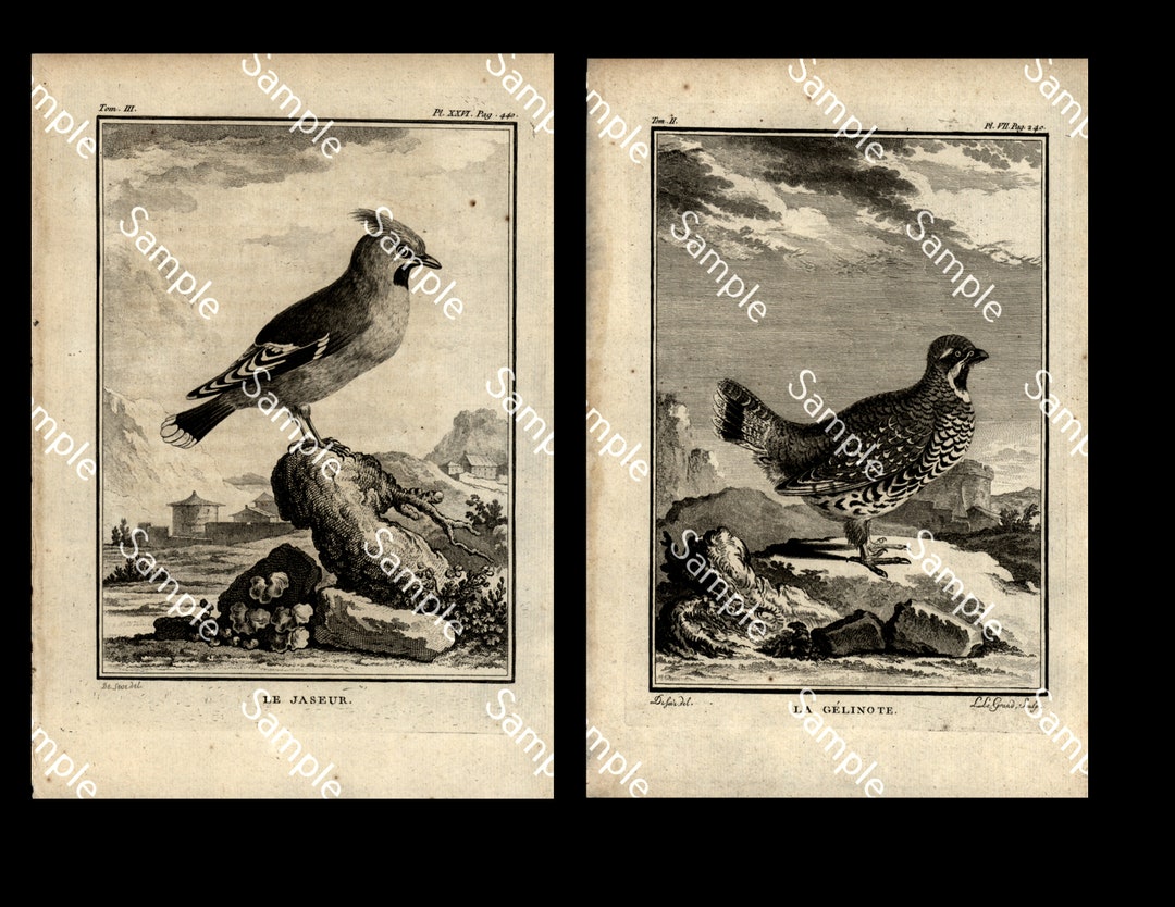 Two Rare Large QUARTO Edition Bird Engravings Circa 1766 De Seve Sale ...
