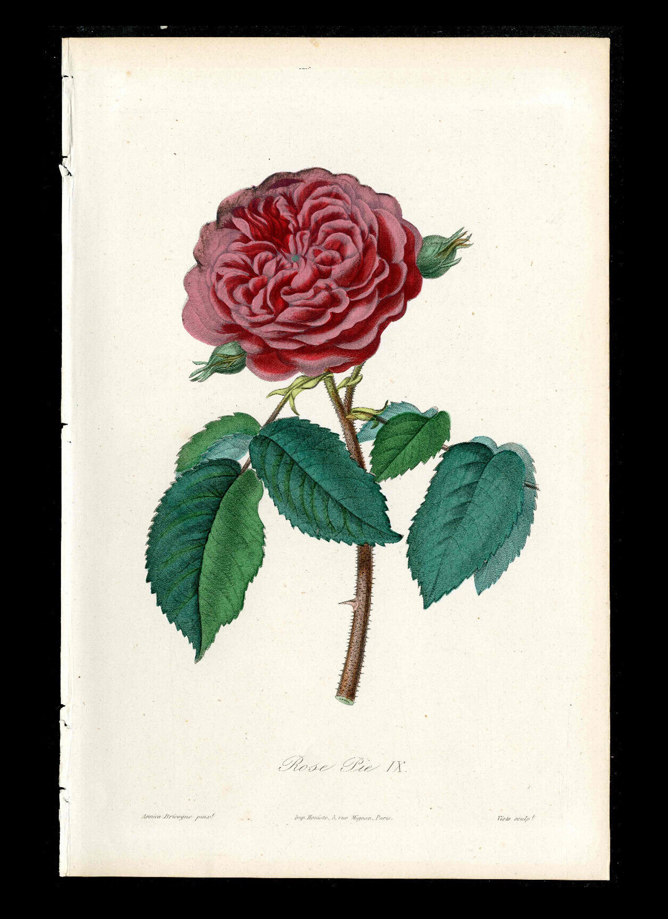 Antique Hand Colored Roses 5 Prints in a Set - Etsy
