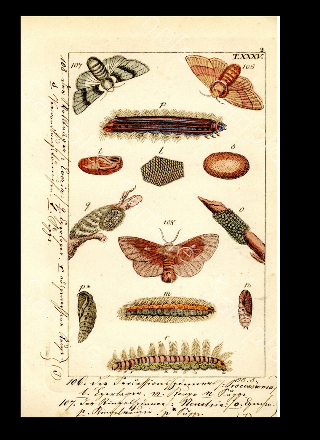 Antique Rare Hand Colored Engraving of Insects Butterflies - Etsy