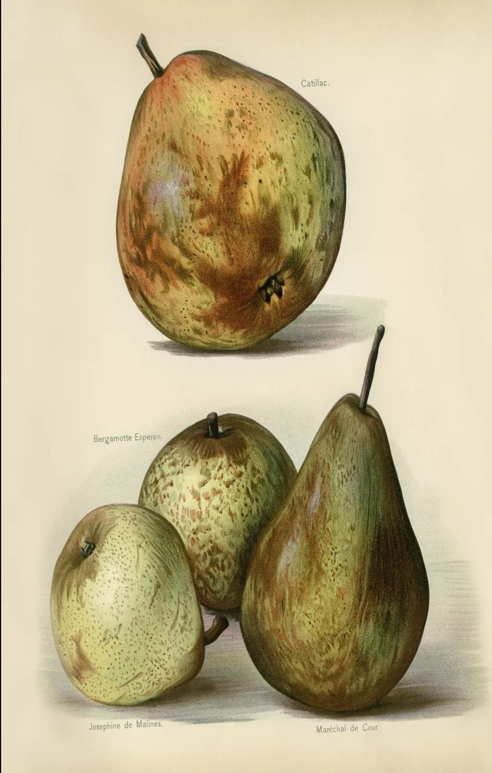 Antique Colored Lithograph Print of Catillac Pears Circa 1890 John ...