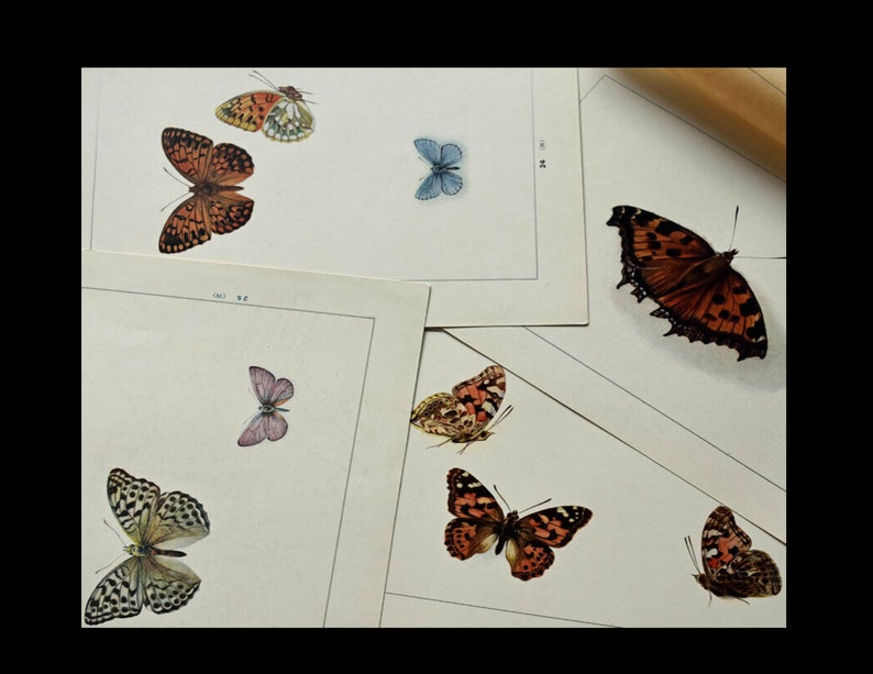 Rare Japanese Complete Set of Four Volumes Consists on Insects - Etsy