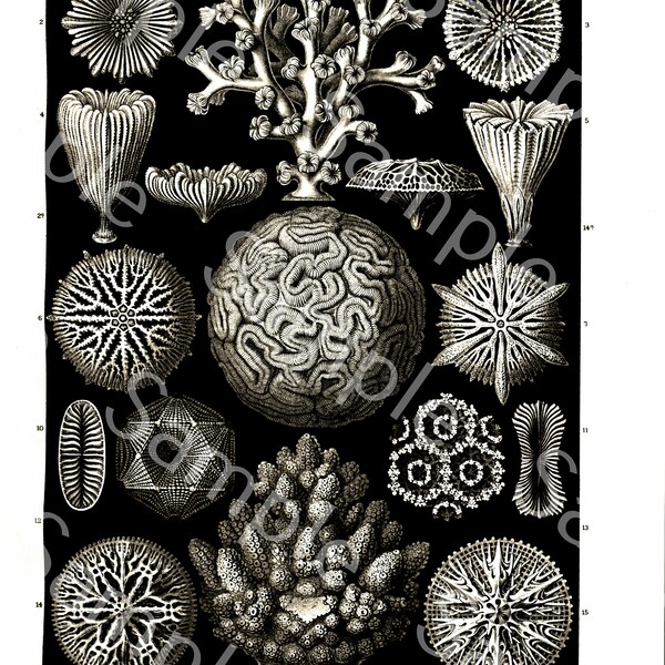 Haeckel Print - Etsy