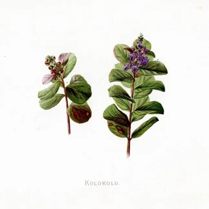 Indigenous Flowers of the Hawaiian Islands Kolokolo Printed in Water ...