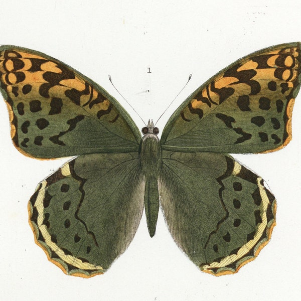 Butterfly Engraving - Etsy