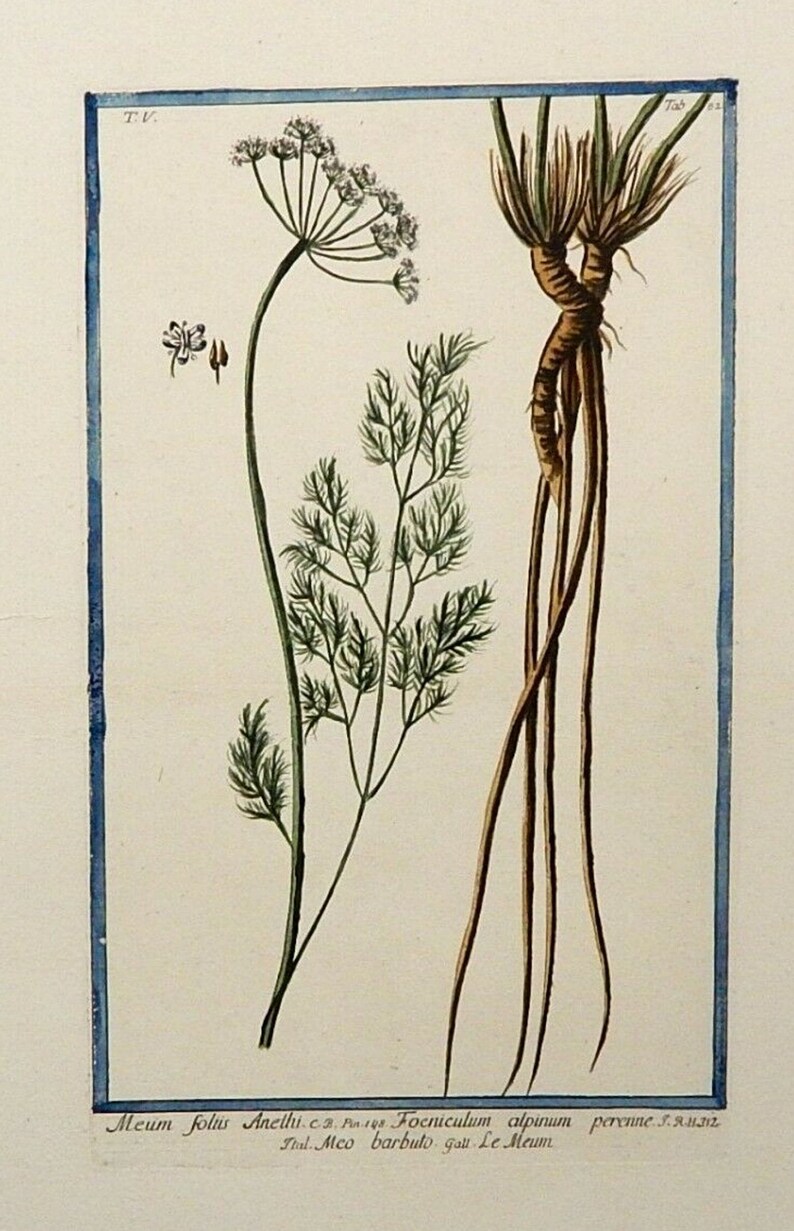 Antique Rare Original Giorgio Bonelli Hortus Romanus Botanical - Etsy