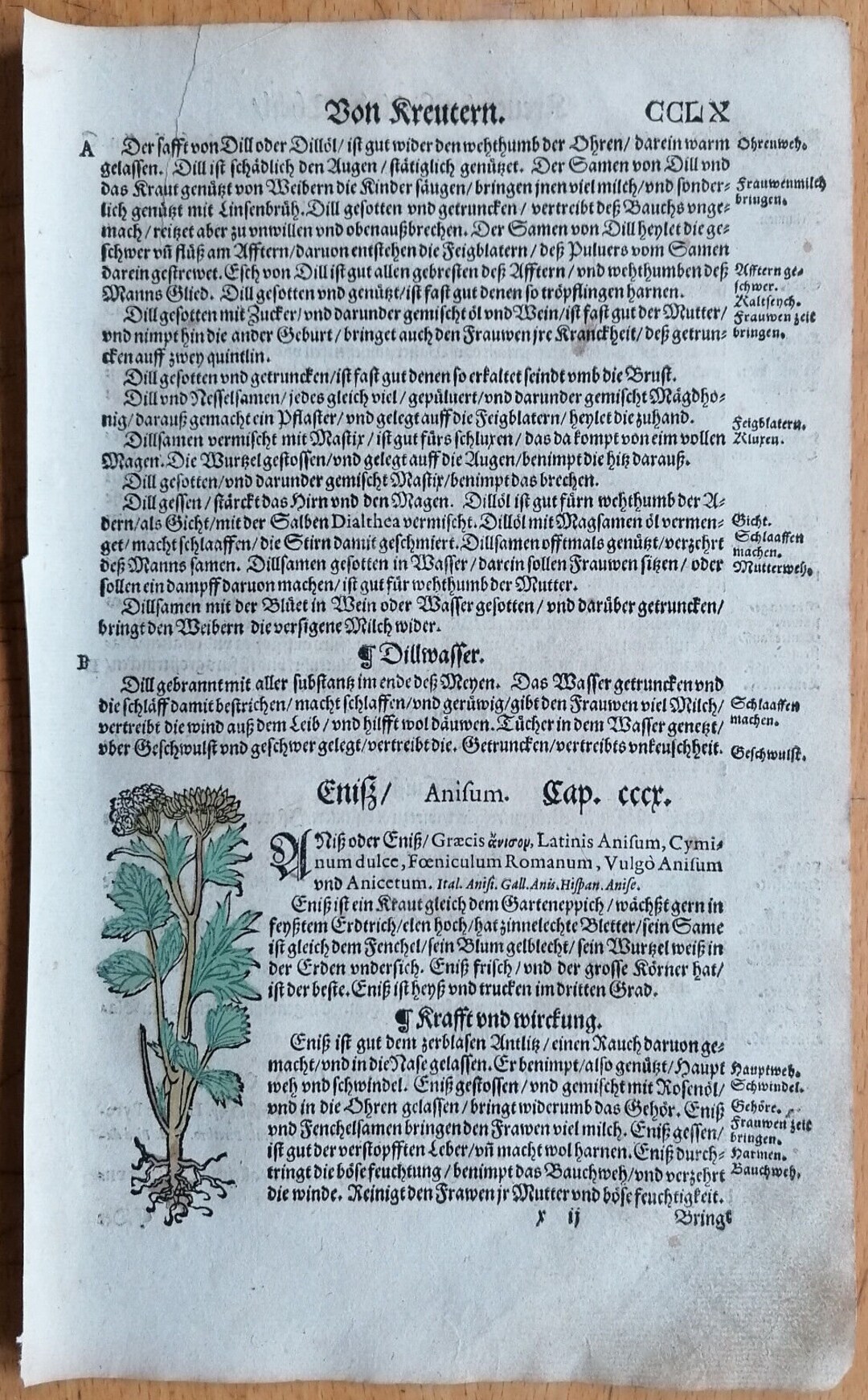Herbal Botanical Engraving Print From 1580 Anisum Anise Lonicer Herbal ...