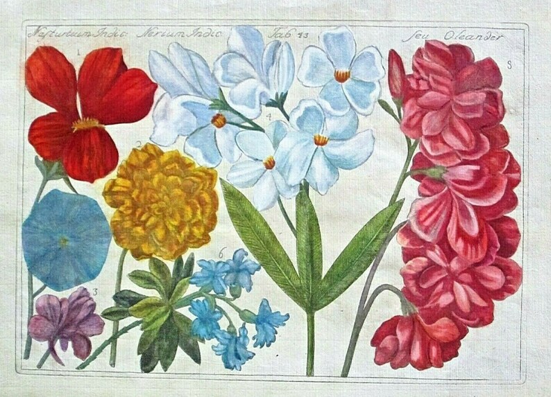 18th Century Botanical Hand Colored Engraving Nasturtium,oleande ...