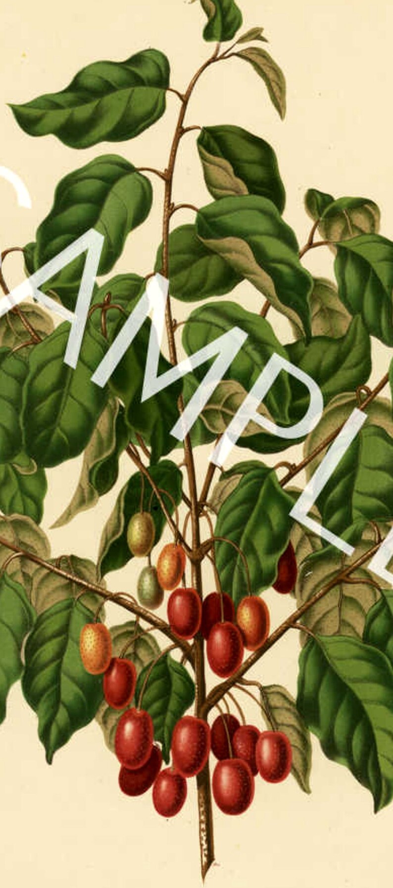 The Thorny Olive Tree From Asia Chromolithograph Botany - Etsy